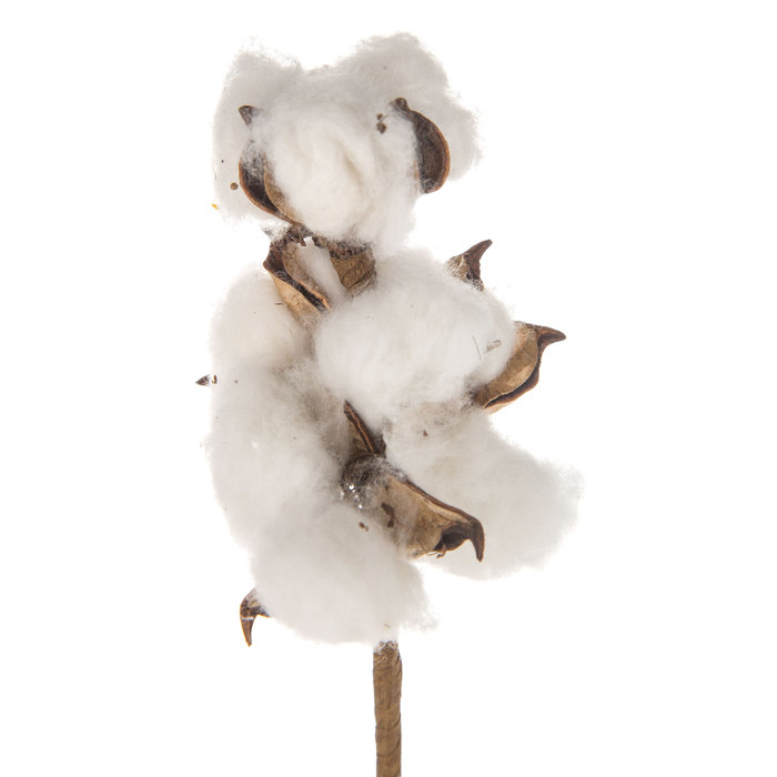 Cotton Pick | Hobby Lobby | 1397678